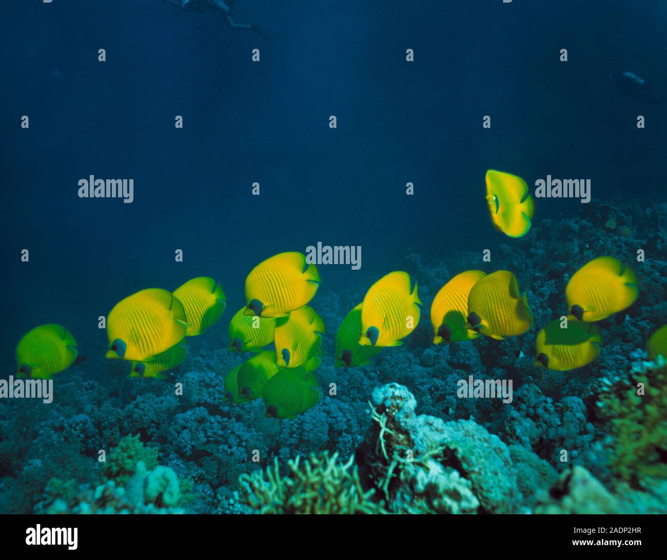 Masked or lemon butterfly fish (Chaetodon semilarvatus). These fish ...