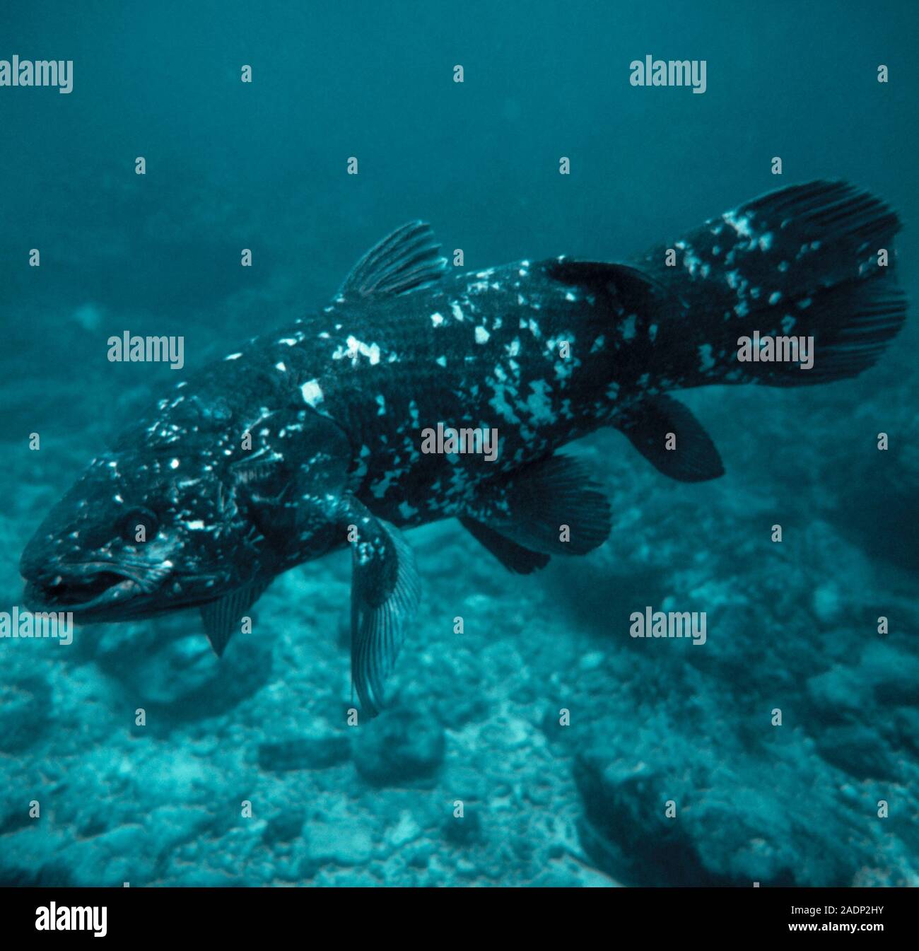 Coelacanth fish (Latimeria chalumnae). The coelacanth and related fish ...