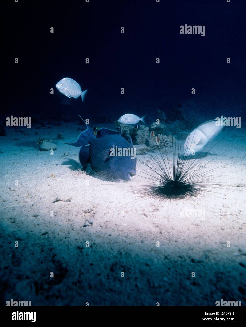 Triggerfish (family Balistidae, blue) blowing at a sea urchin (class ...