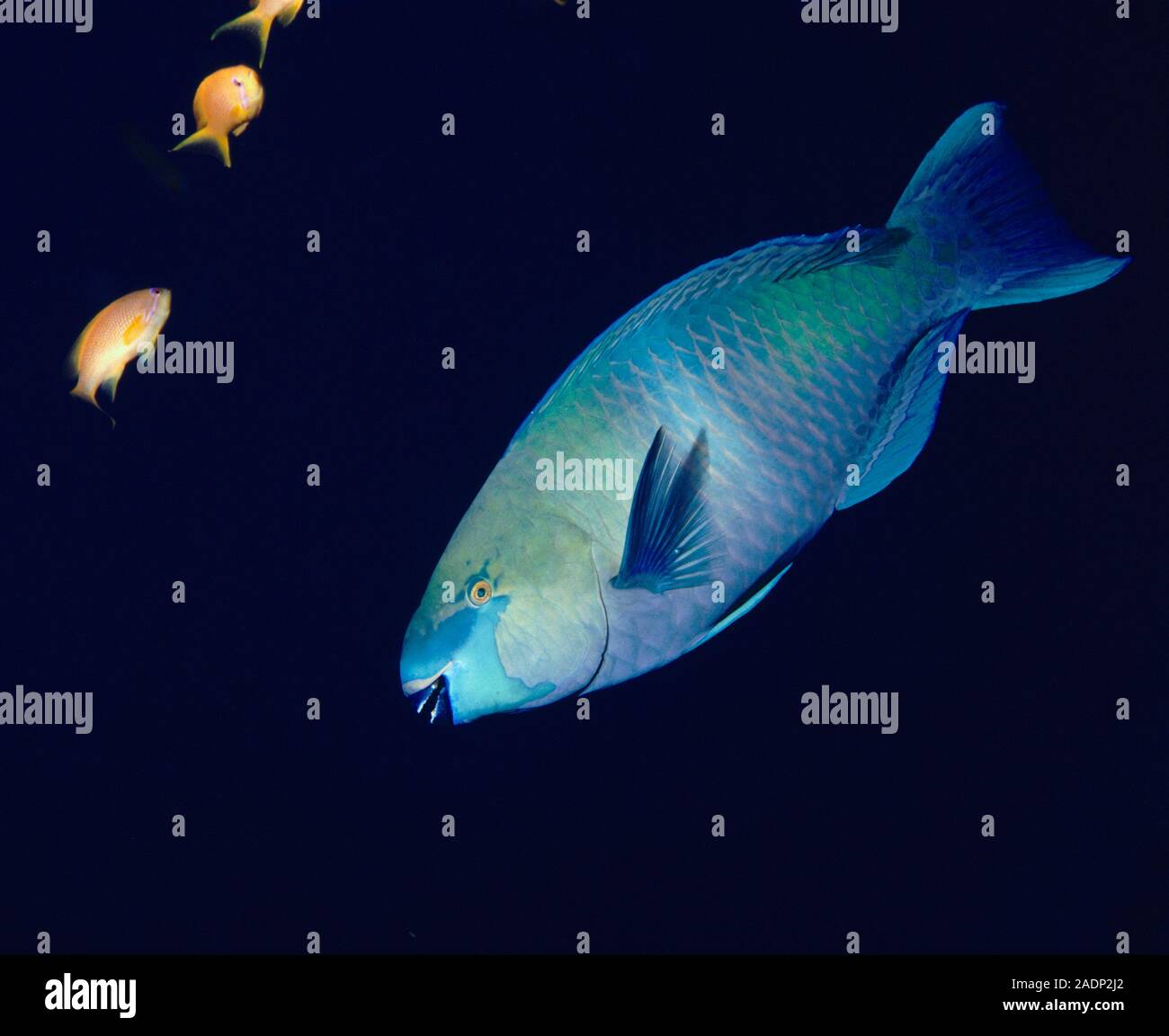 Daisy parrotfish (Chlorurus sordidus). This tropical reef fish feeds on ...