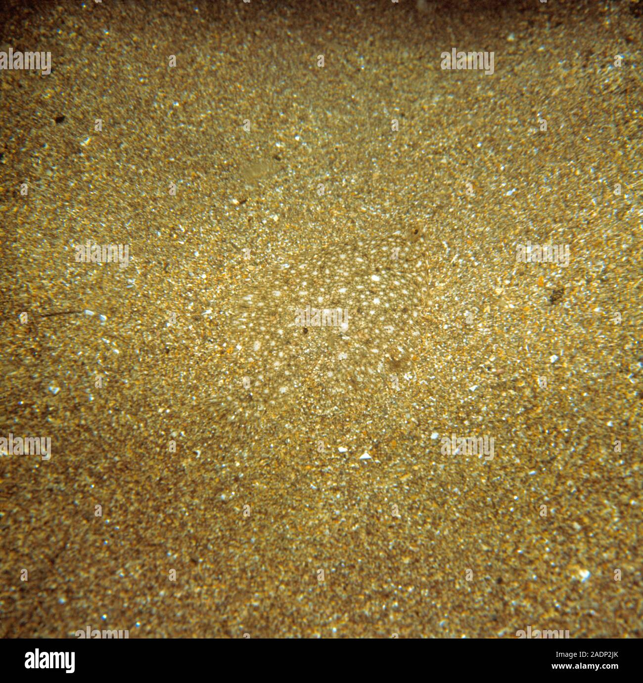 Camouflaged European plaice. The European plaice or flatfish ...