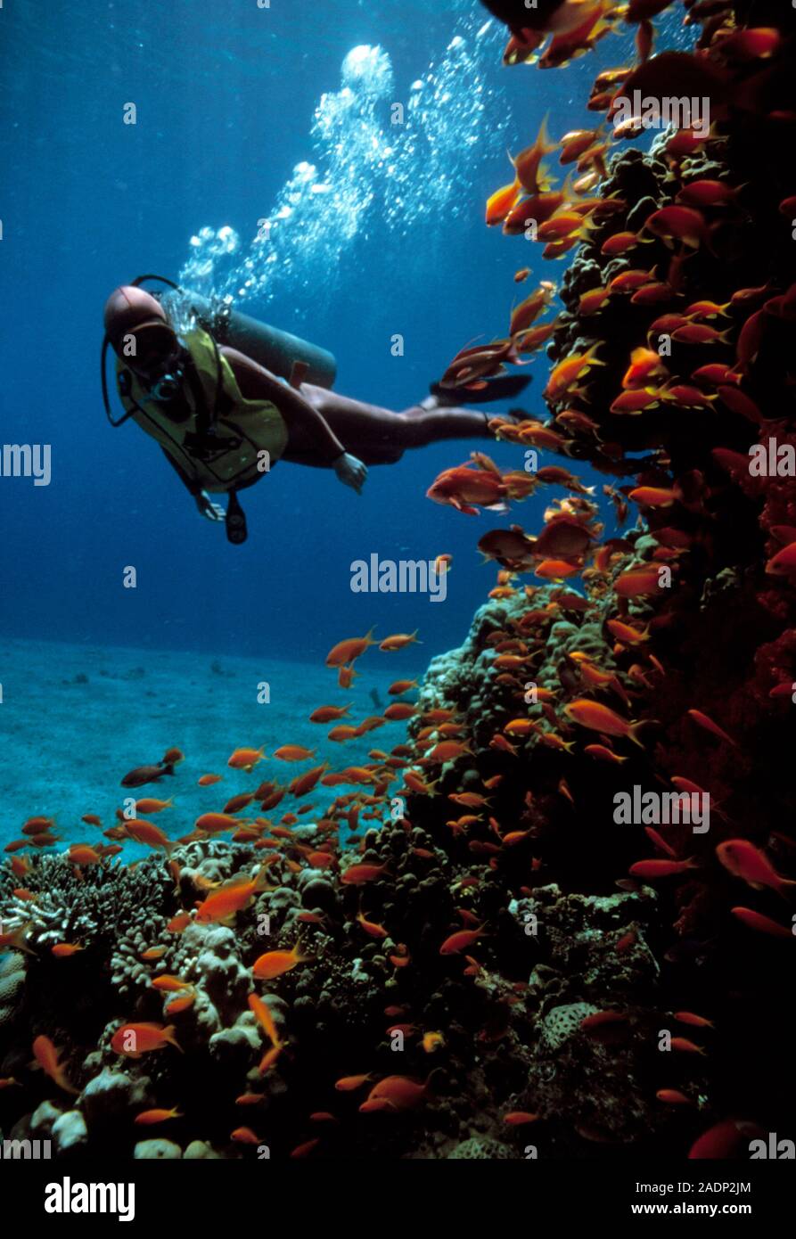 Sea goldie shoal and a scuba diver. Sea goldie (Pseudanthias ...