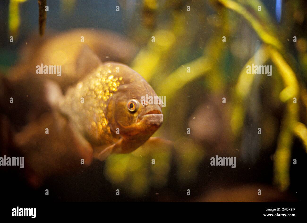 Piranha fish (Serrasalmus sp.). This fish inhabits rivers in South ...