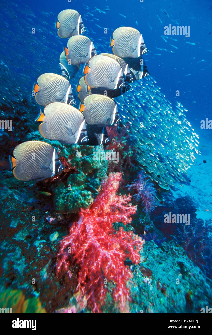 Collared butterflyfish (Chaetodon collare) above a coral reef. This ...