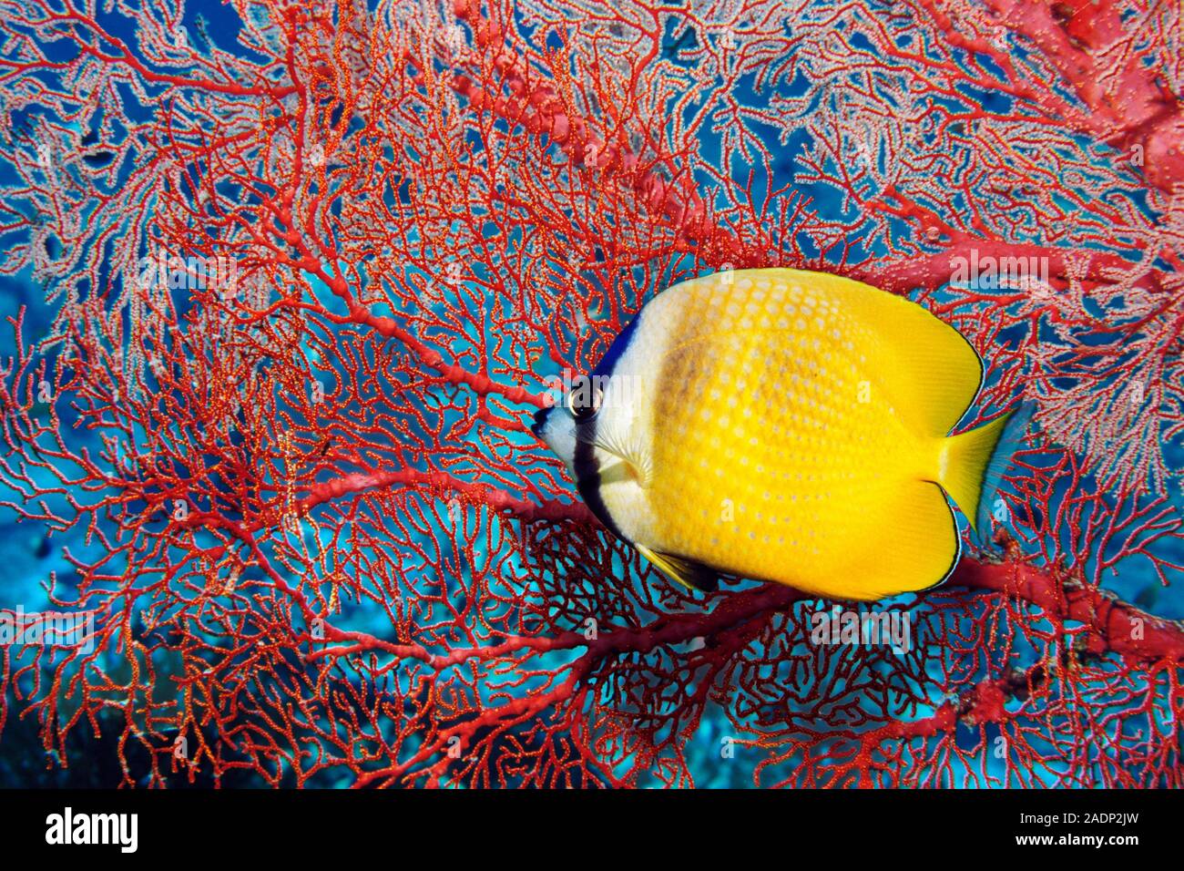 Klein's butterflyfish (Chaetodon kleinii) in front of a sea fan, or ...