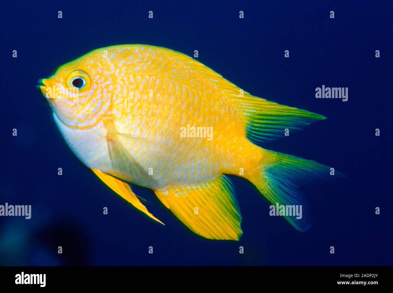 Golden damselfish (Amblyglyphidodon aureus). This fish inhabits coral ...