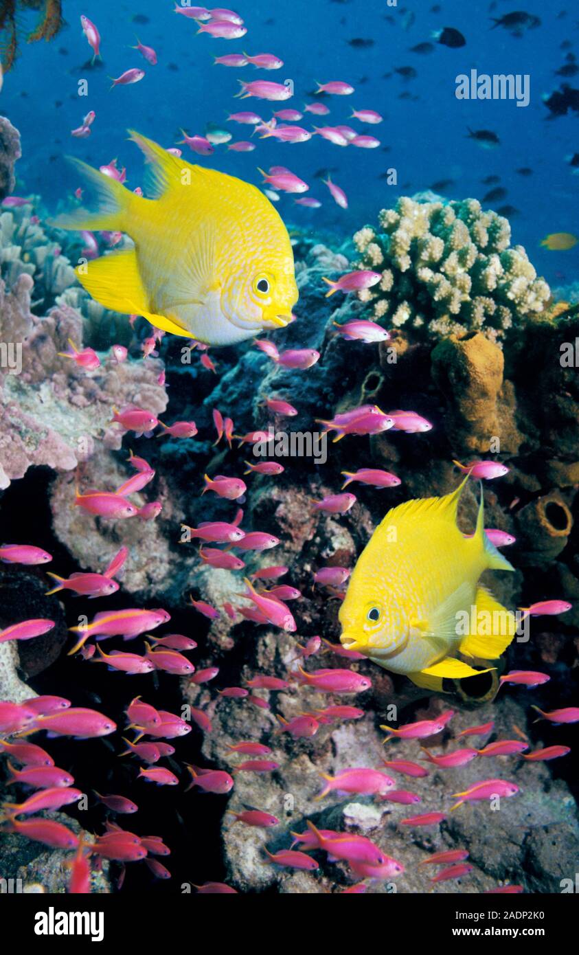 Golden damselfish (Amblyglyphidodon aureus) with a shoal of purple ...