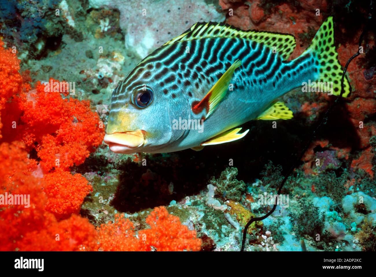 Oblique-banded sweetlips (Plectorhinchus lineatus) amongst corals. This ...