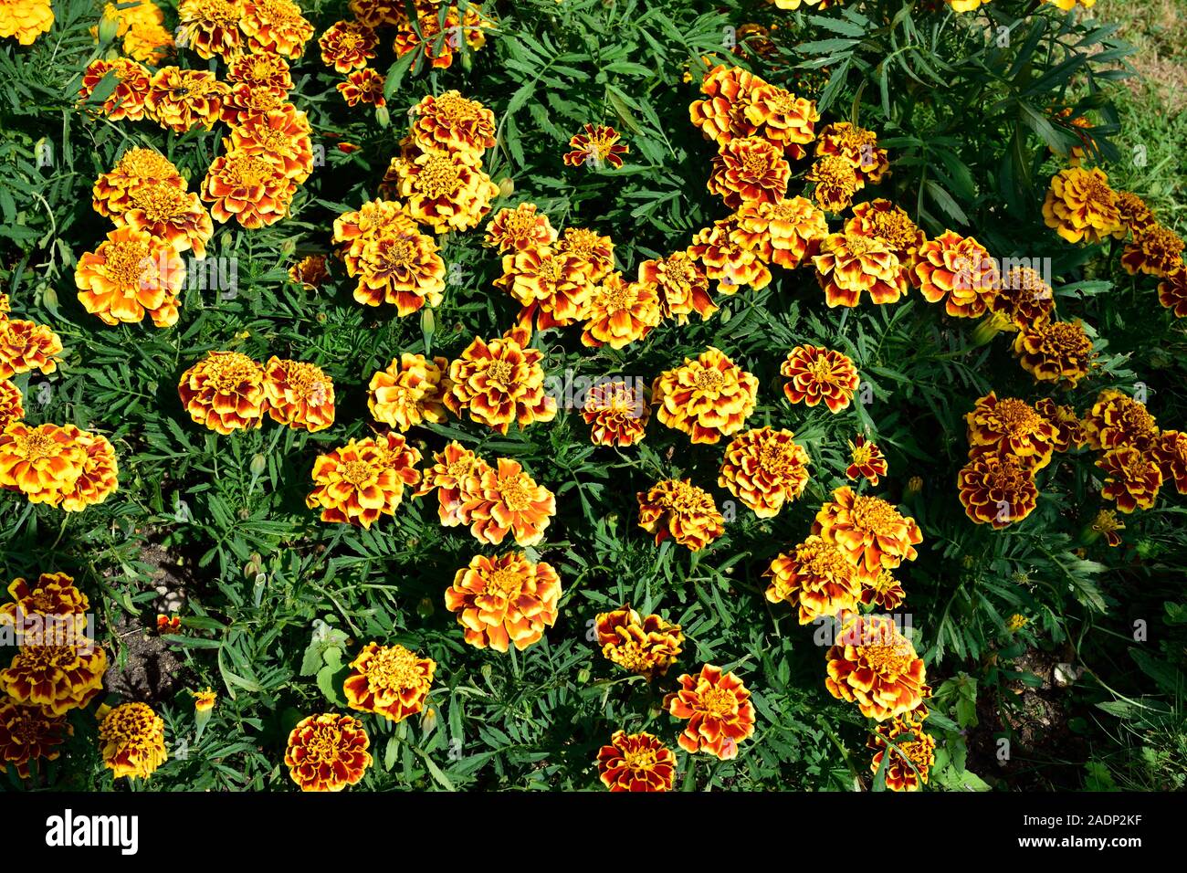 Marigold colossus hi-res stock photography and images - Alamy