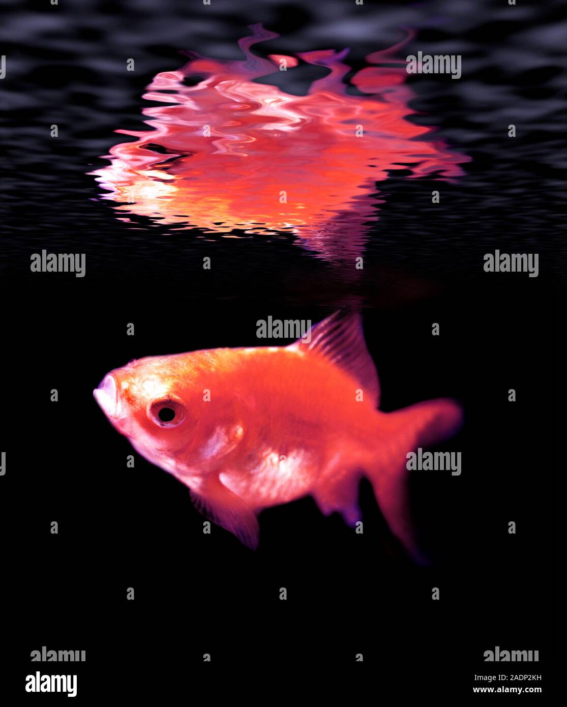 Goldfish reflected in the water's surface. This is a cold freshwater ...