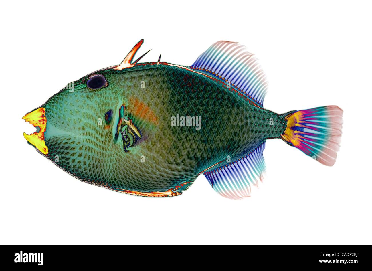 Triggerfish, coloured X-ray. Triggerfish (family Balistidae) take their ...