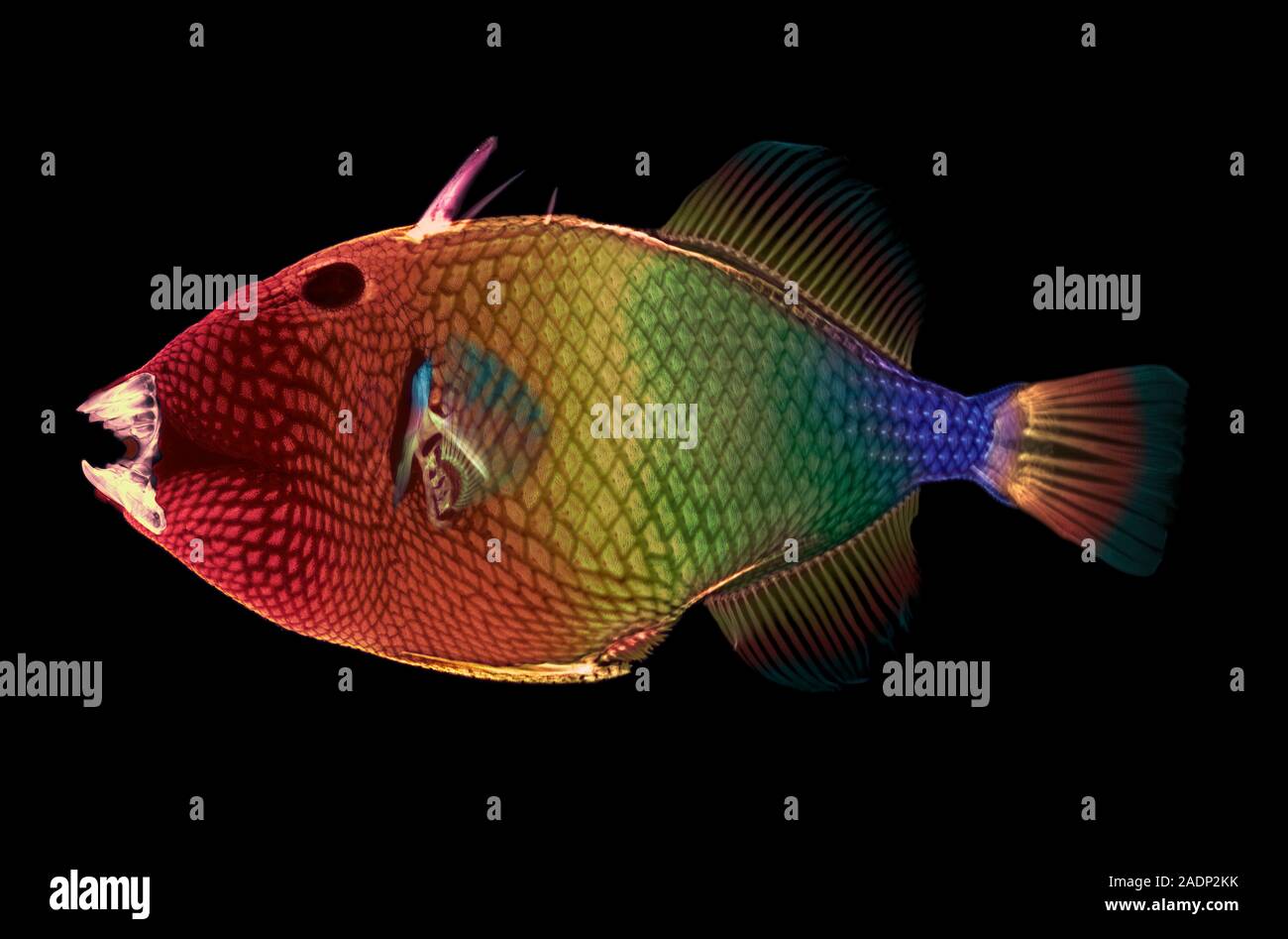 Triggerfish, coloured X-ray. Triggerfish (family Balistidae) take their ...