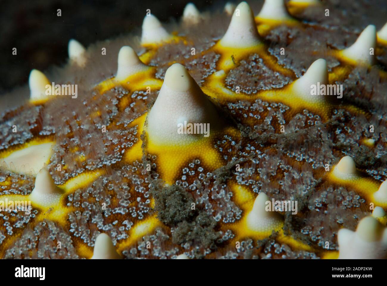 Starfish skin detail Stock Photo - Alamy