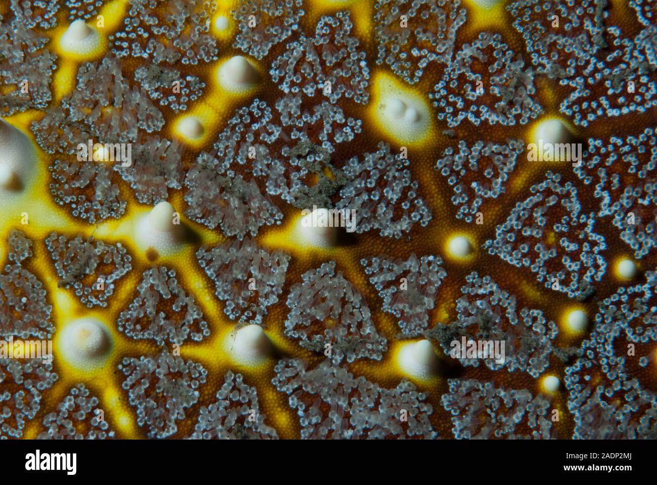 Starfish skin detail Stock Photo - Alamy