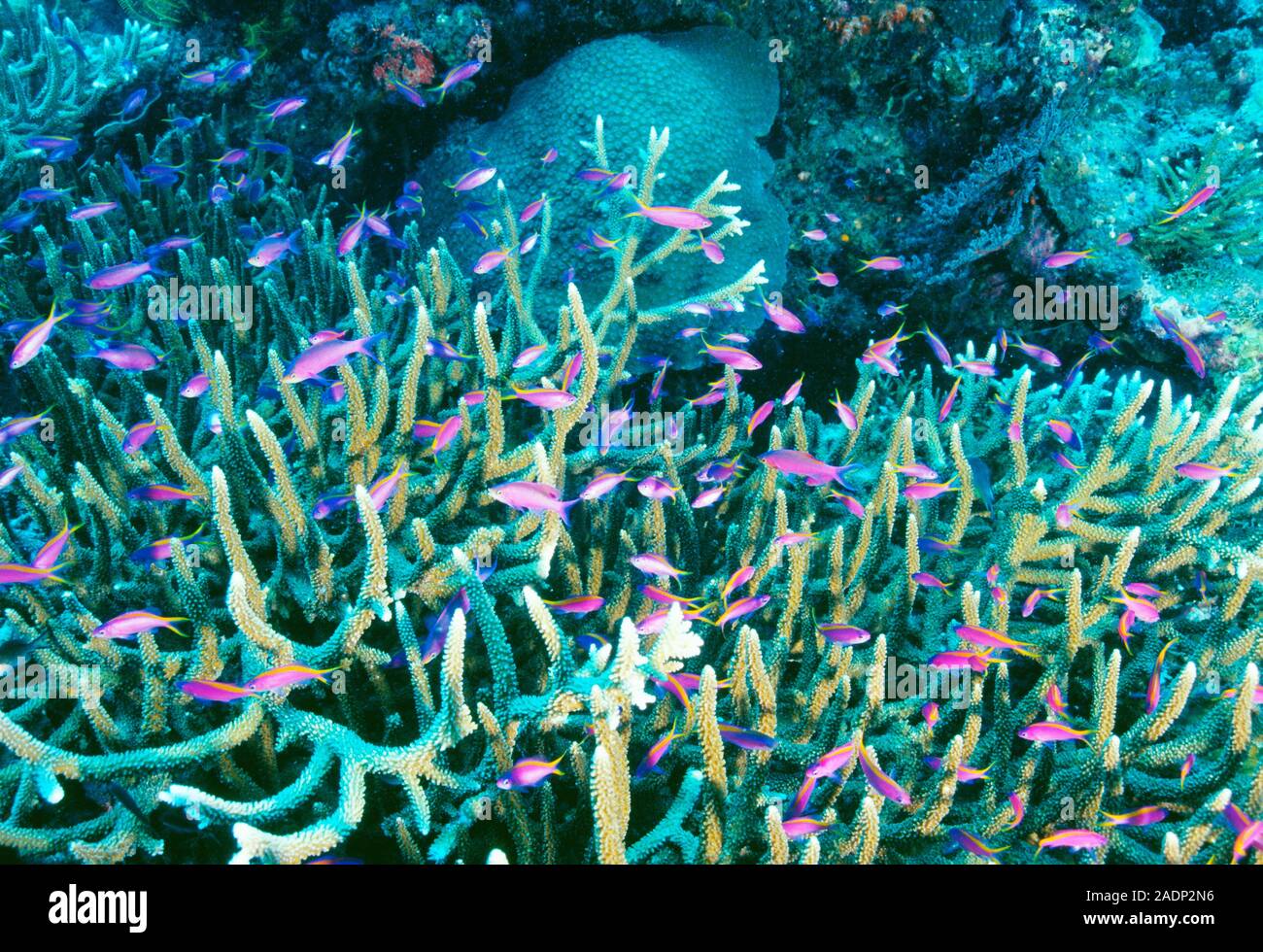 Anthias fish in coral. School of anthias fish (Pseudanthias sp.) swimming around a hard coral ...