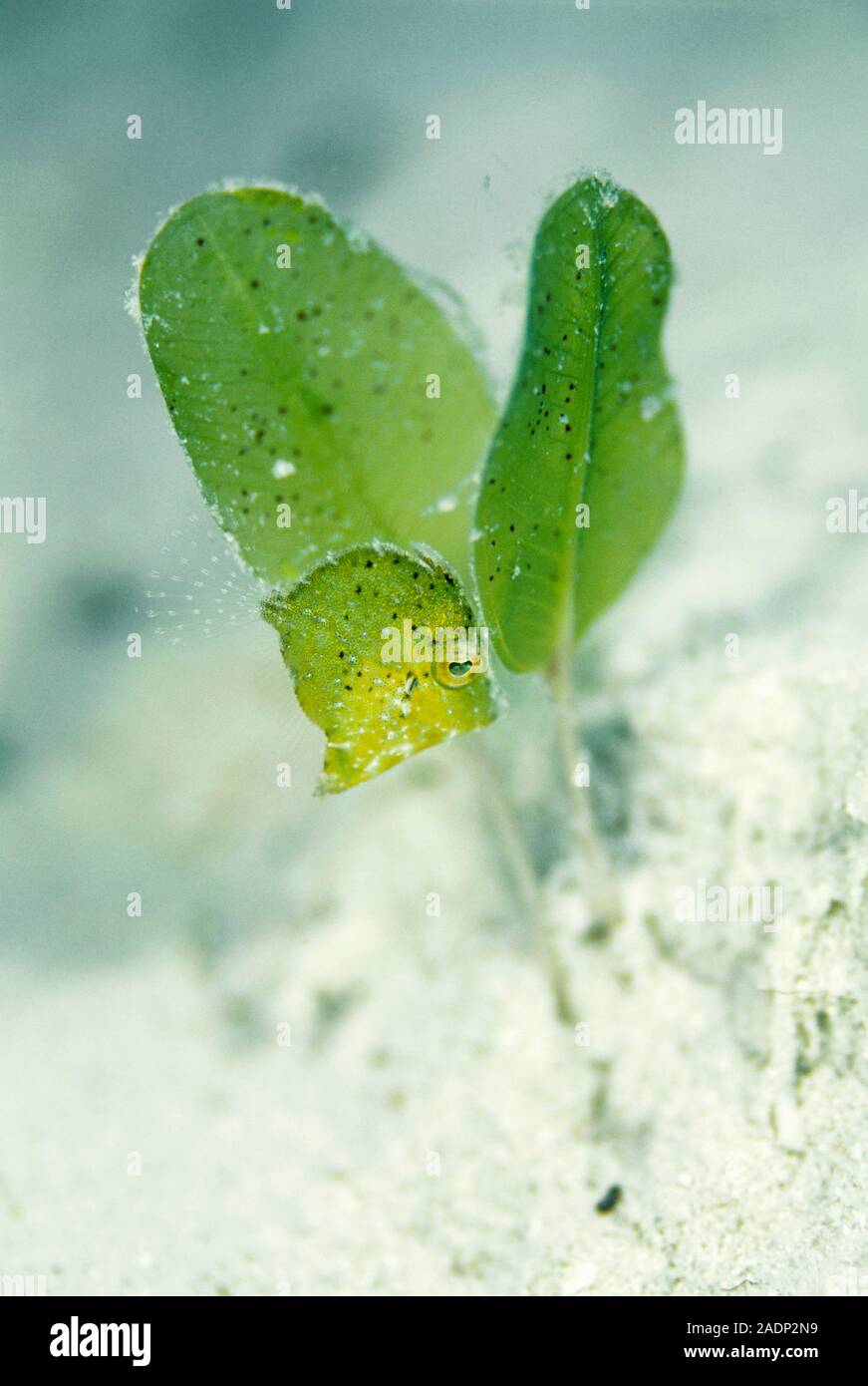 Filefish and plant. Filefish (family Balistidae) swimming next to a ...