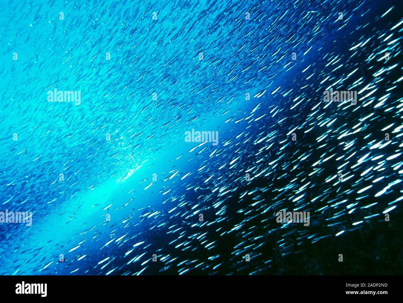 Reef fish school in sunlight. These are baitfish, forming a school for ...