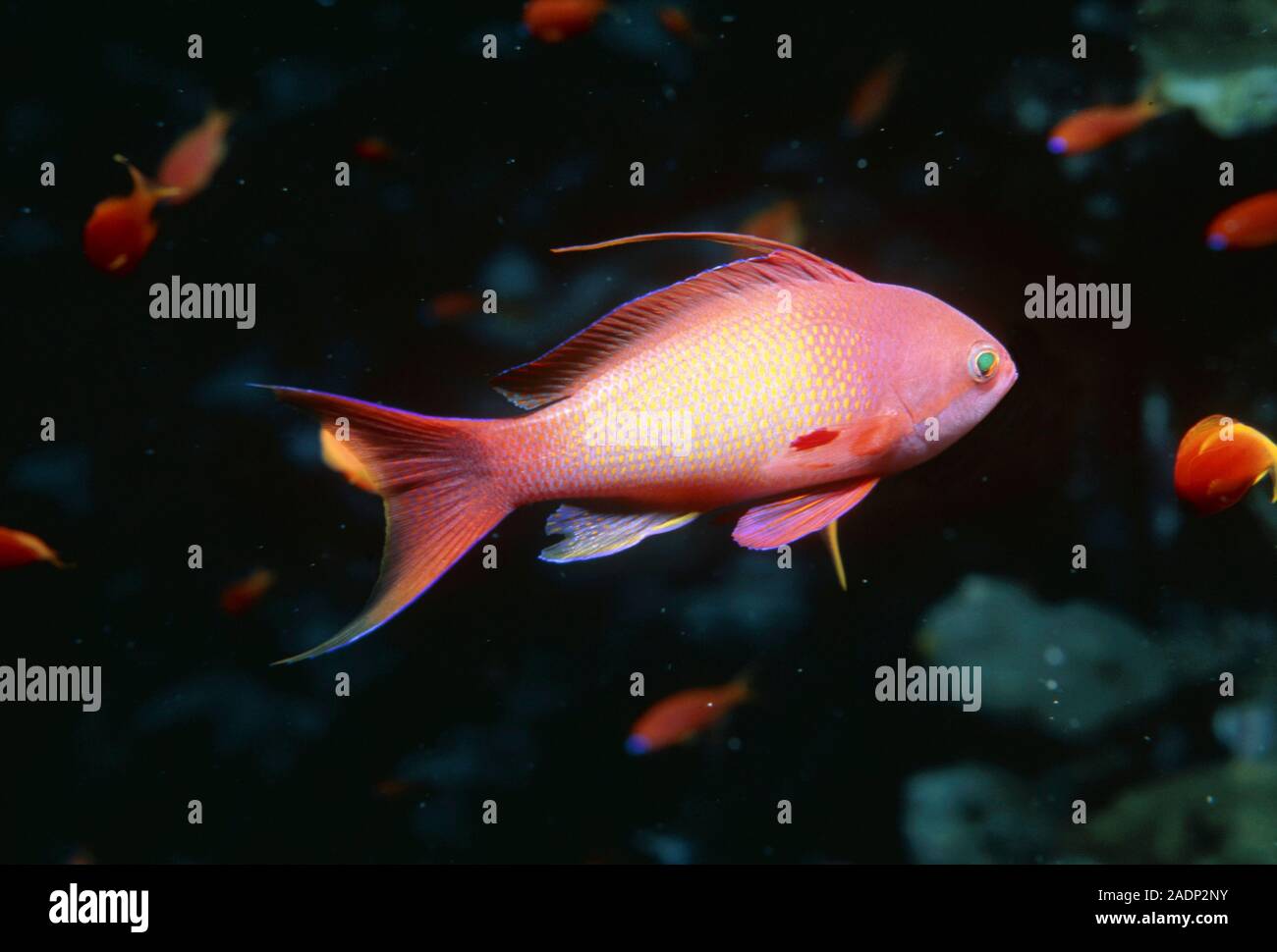 Jewel fairy basslet (Pseudanthias squamipinnis). This is a territorial ...