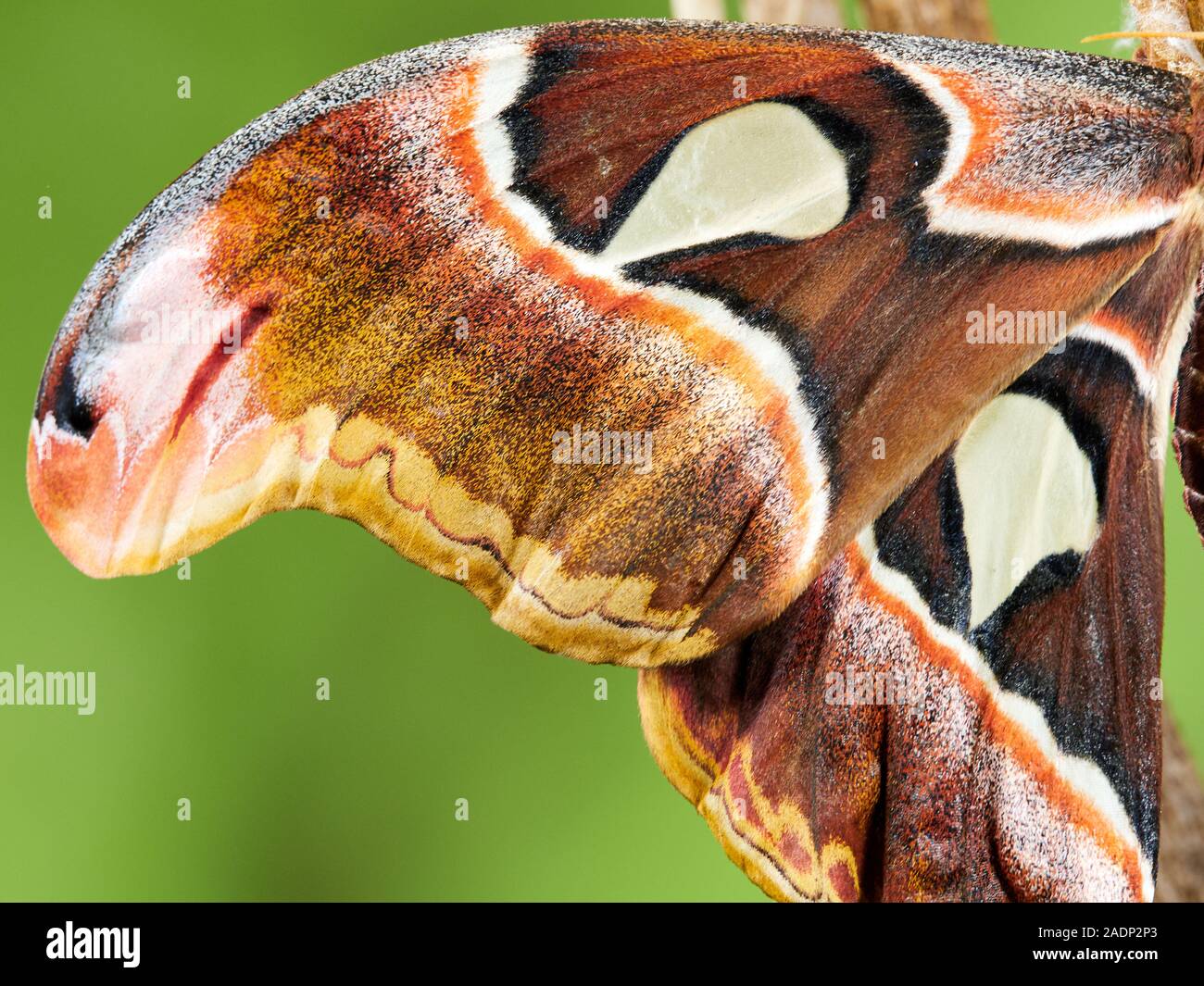 Moth Attacus Atlas High Resolution Stock Photography and Images - Alamy