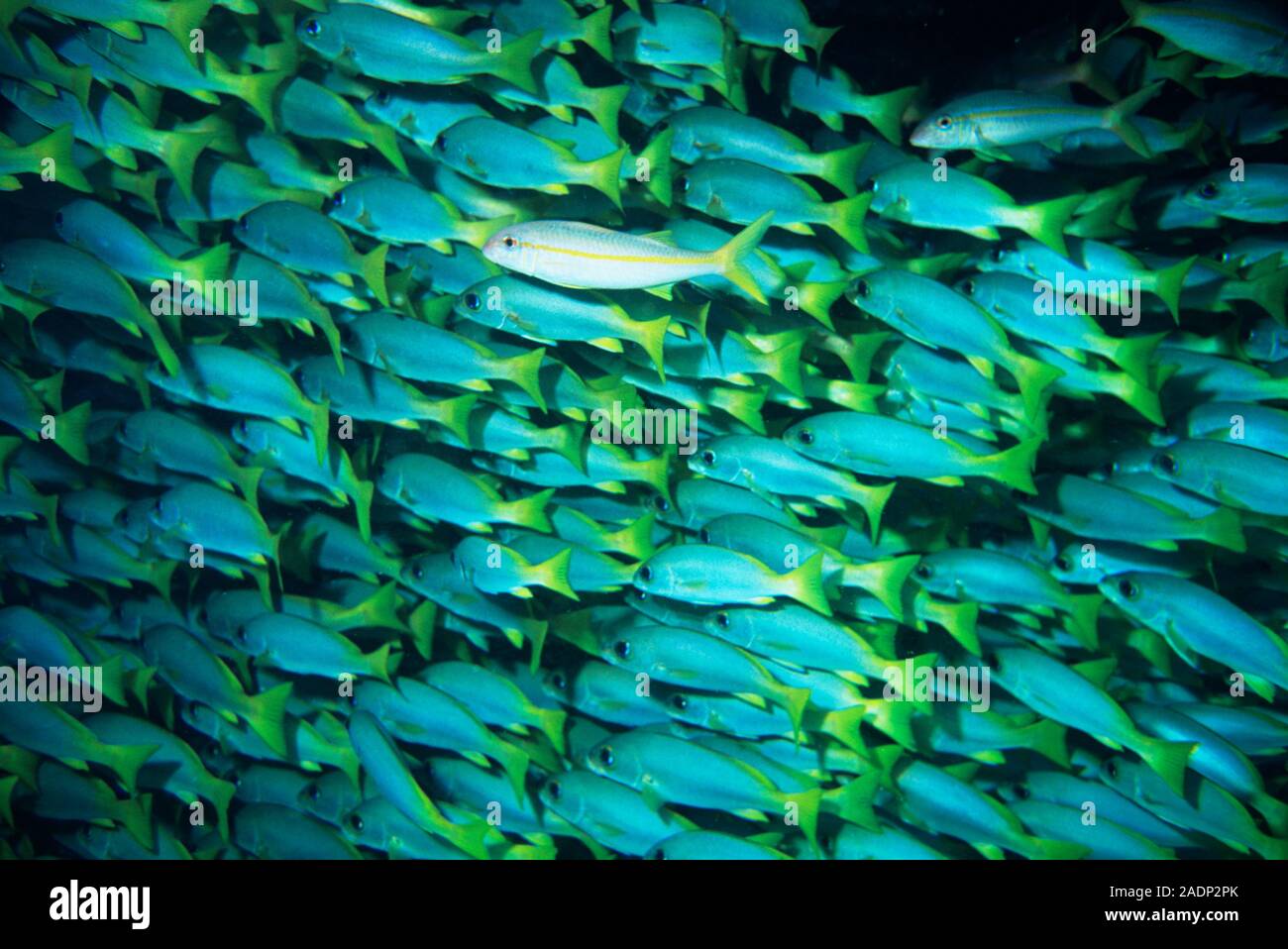 Bigeye snapper shoal. Single yellowfin goatfish (Mulloidichthys ...