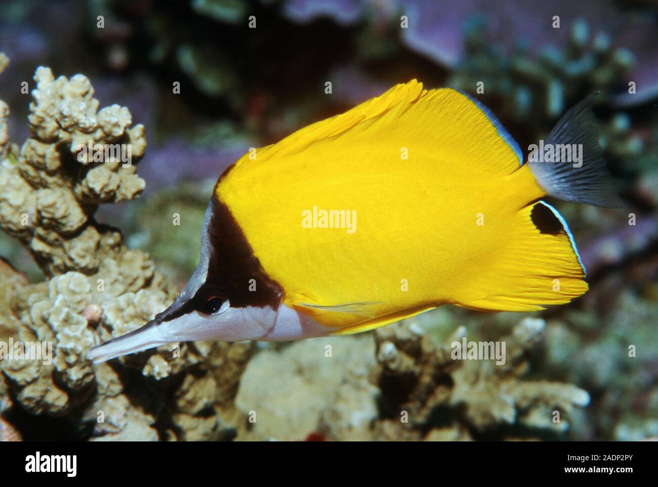 Longnose butterflyfish (Forcipiger flavissimus). Photographed in the ...