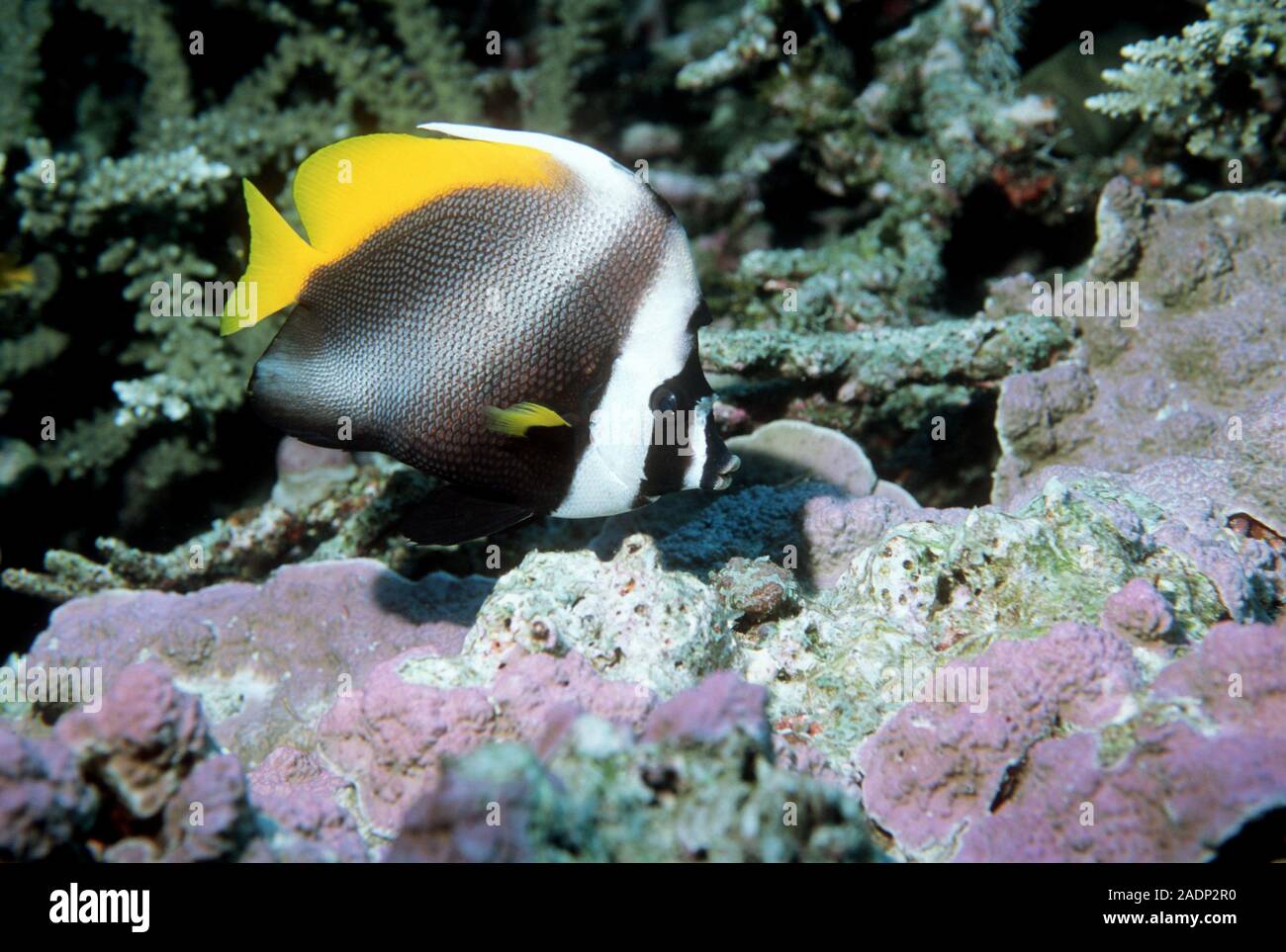 Singular bannerfish (Heniochus singularis), a type of butterflyfish ...