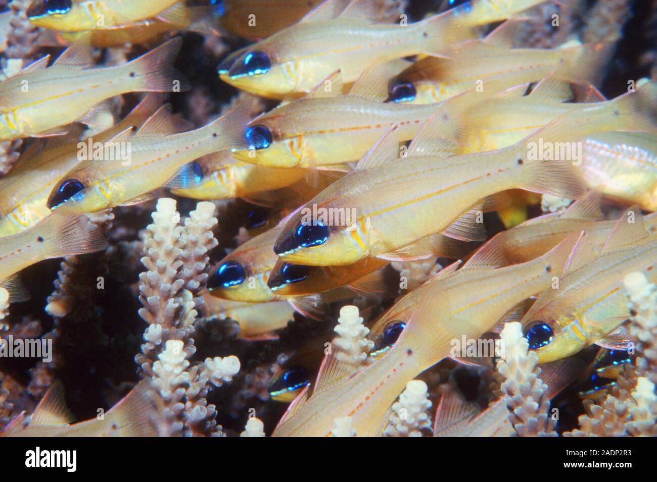 Seale's cardinalfish (Apogon sealei), or cheek- bar cardinalfish ...