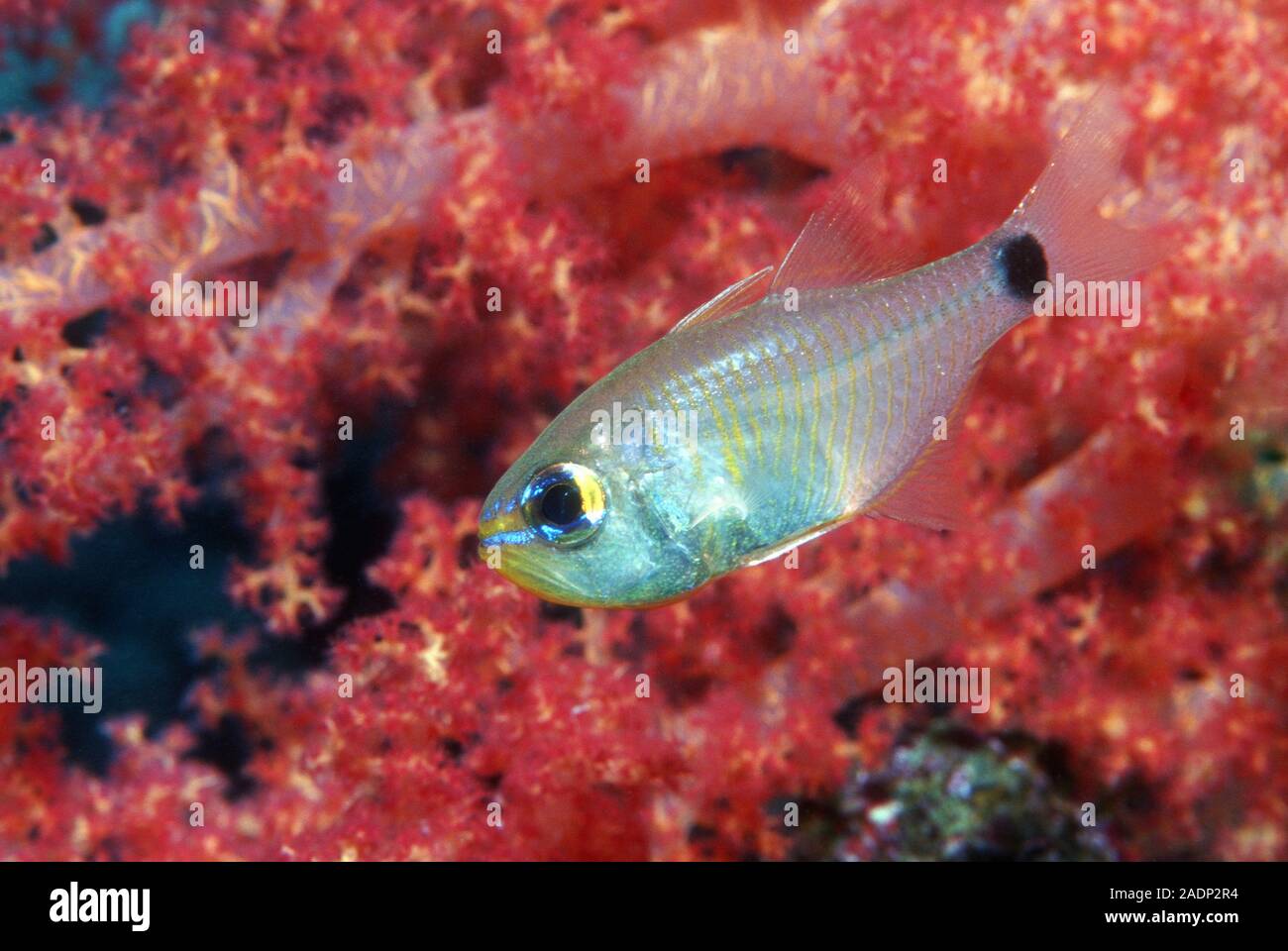 Orangelined cardinalfish (Archamia fucata) by a soft coral ...