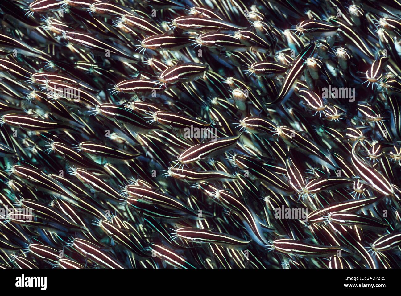 Striped eel catfish (Plotosus lineatus) shoaling. This fish has ...