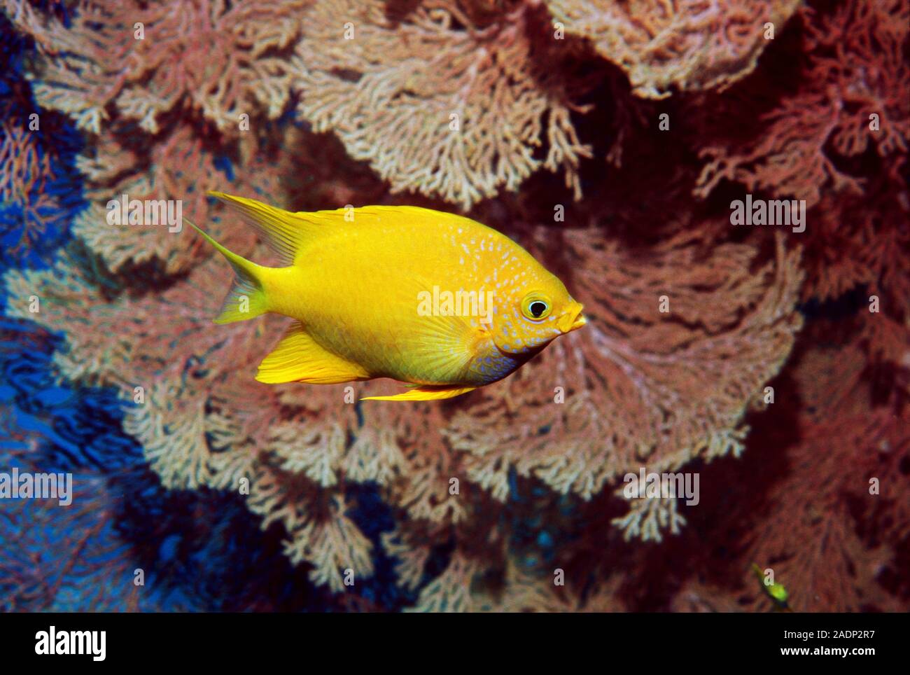 Golden damselfish (Amblyglyphidodon aureus) on a coral reef ...