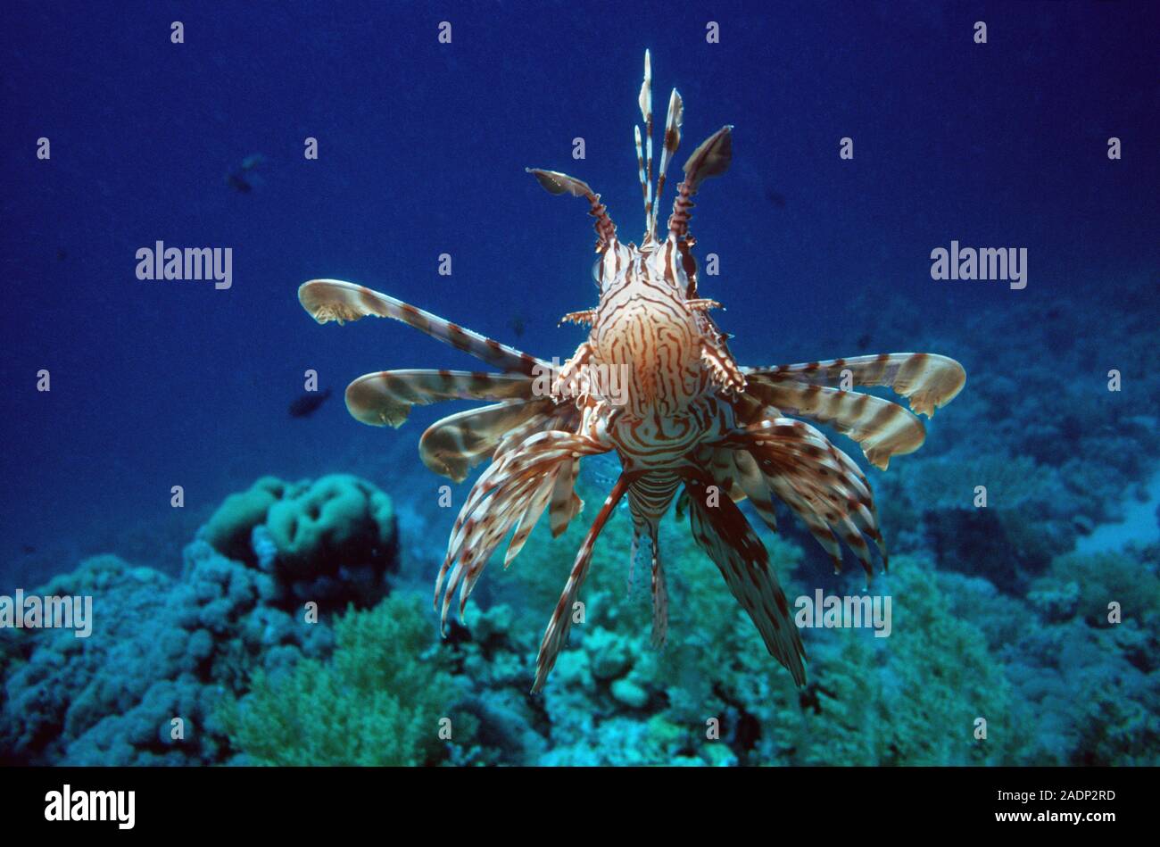 Lionfish (Pterois volitans). This fish has poisonous spines in its fins ...