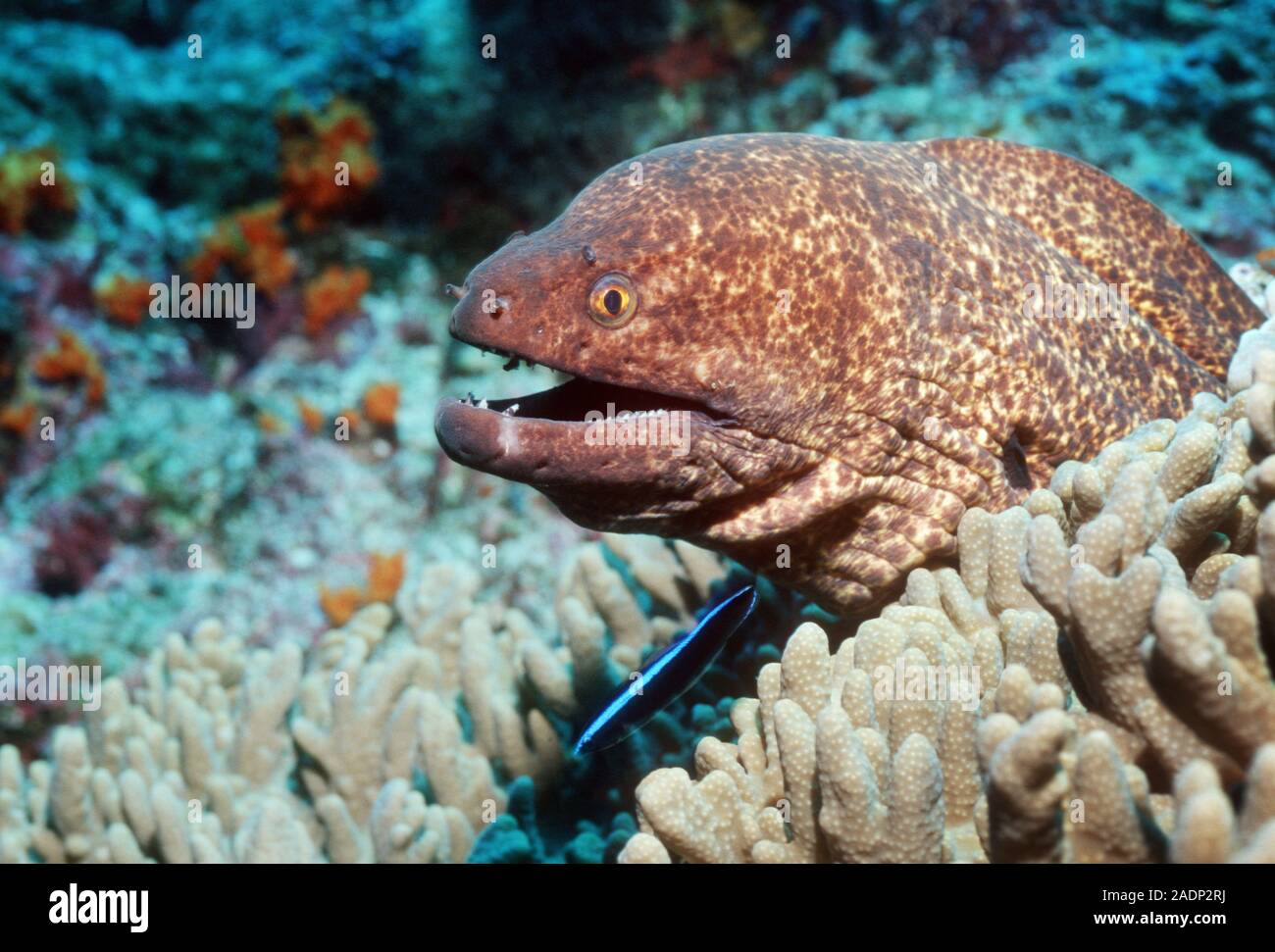 Yellow-edged moray (Gymnothorax flavimarginatus). Photographed in Banda ...