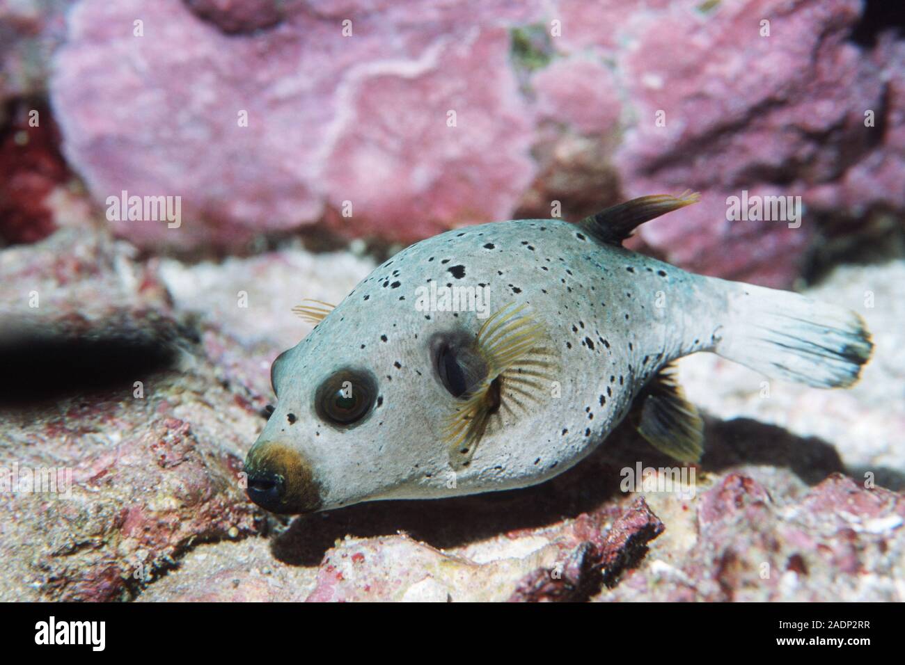 Blackspotted pufferfish (Arothron nigropunctatus). The body of this ...
