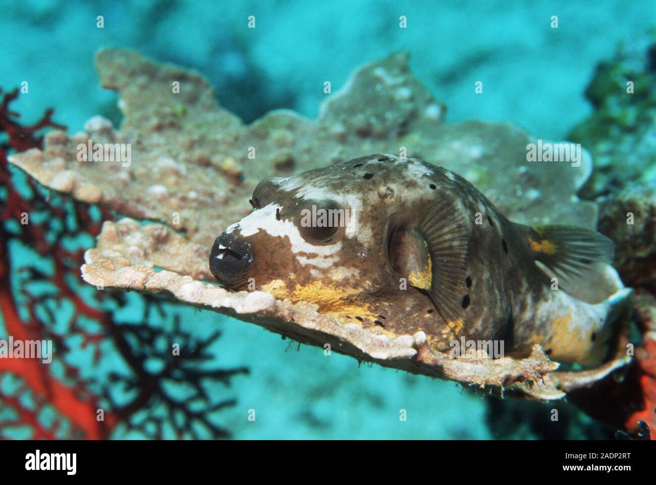 Blackspotted pufferfish (Arothron nigropunctatus) resting on coral. The ...
