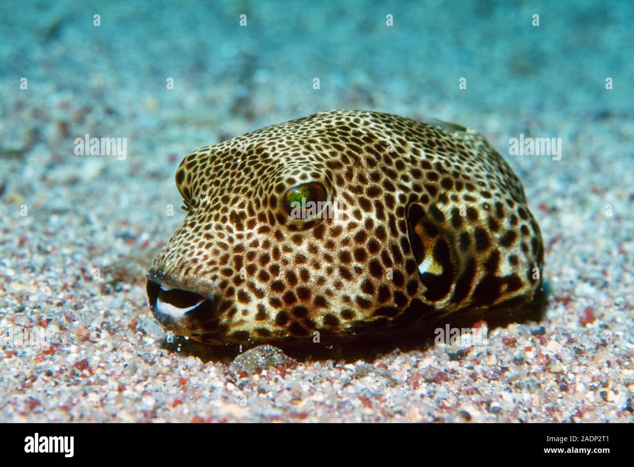 Starry pufferfish (Arothron stellatus) on the seabed. The body of this ...