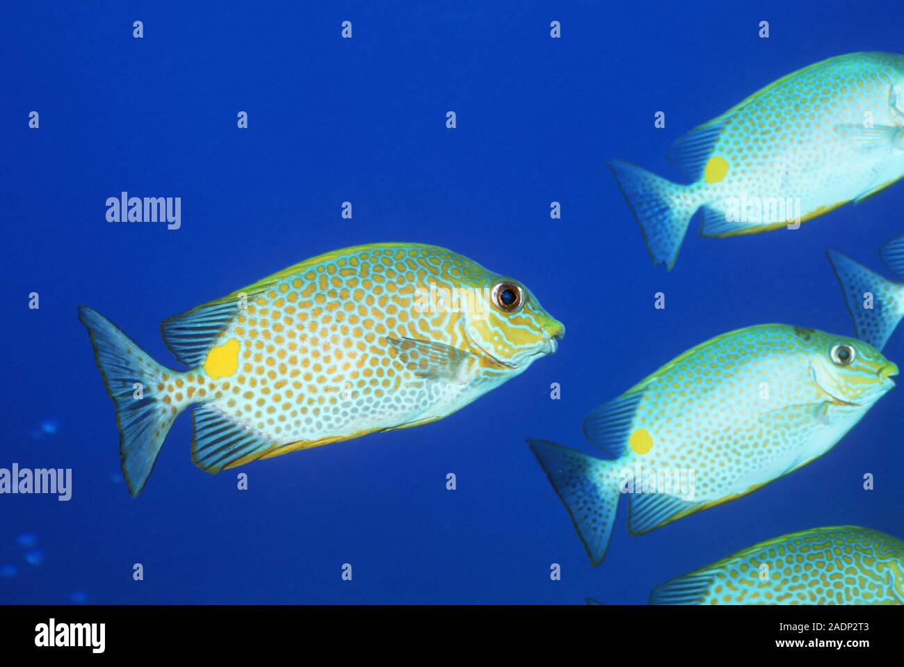 Vermiculated spinefoot fish (Siganus vermiculatus). This fish, also ...