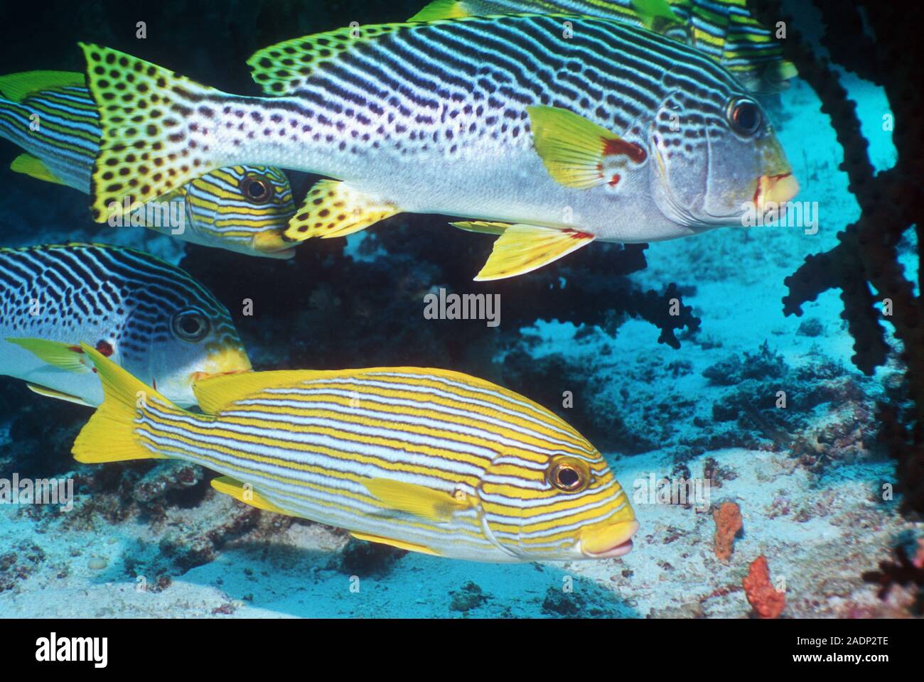 Sweetlips fish. Above is a yellowbanded, or lined, sweetlips ...