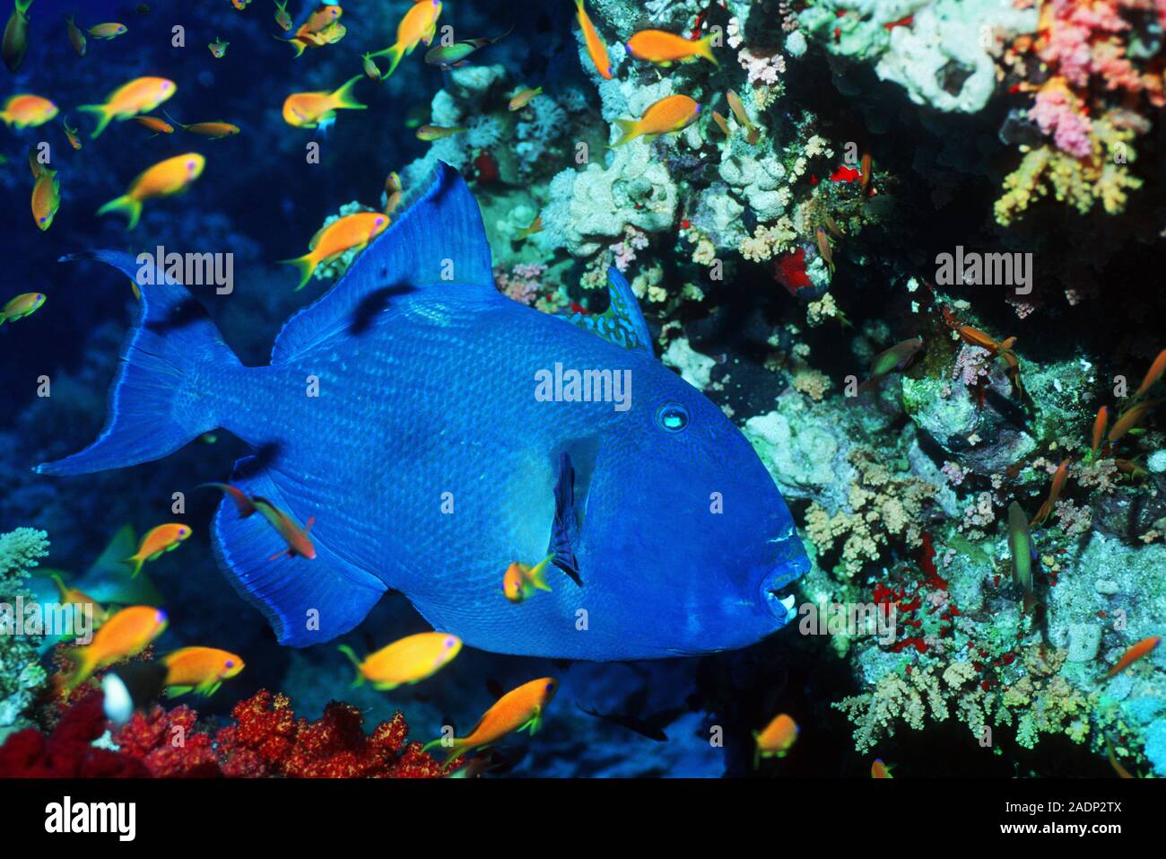Blue triggerfish (Pseudobalistes fuscus). Photographed in the Red Sea ...