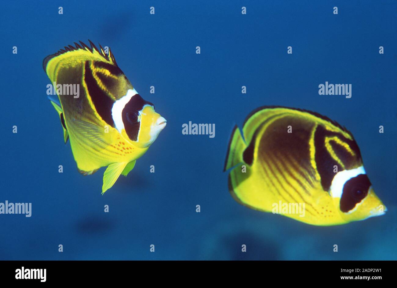 Raccoon butterflyfish (Chaetodon fasciatus). This fish is also known as ...
