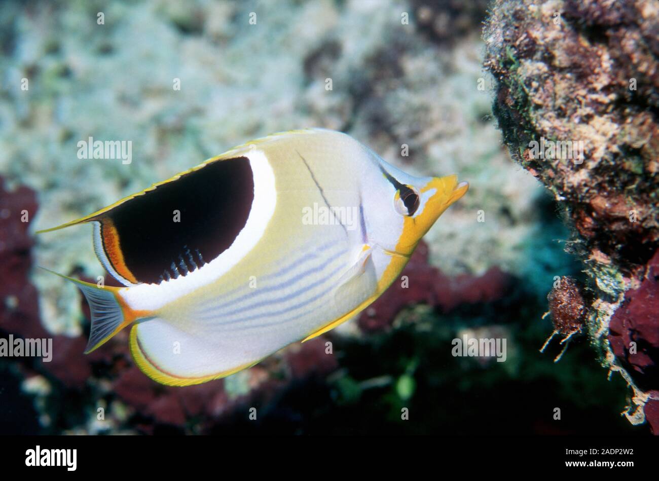 Saddle butterflyfish (Chaetodon ephippium). Photographed in Vava'u ...