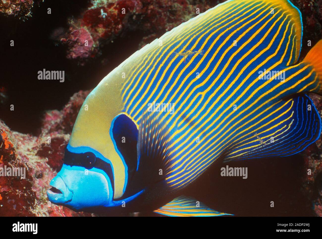Emperor angelfish (Pomacanthus imperator). This fish inhabits coral ...