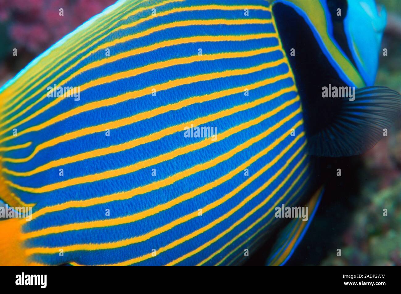 Emperor angelfish. Stripes of colour on the flanks of an emperor ...