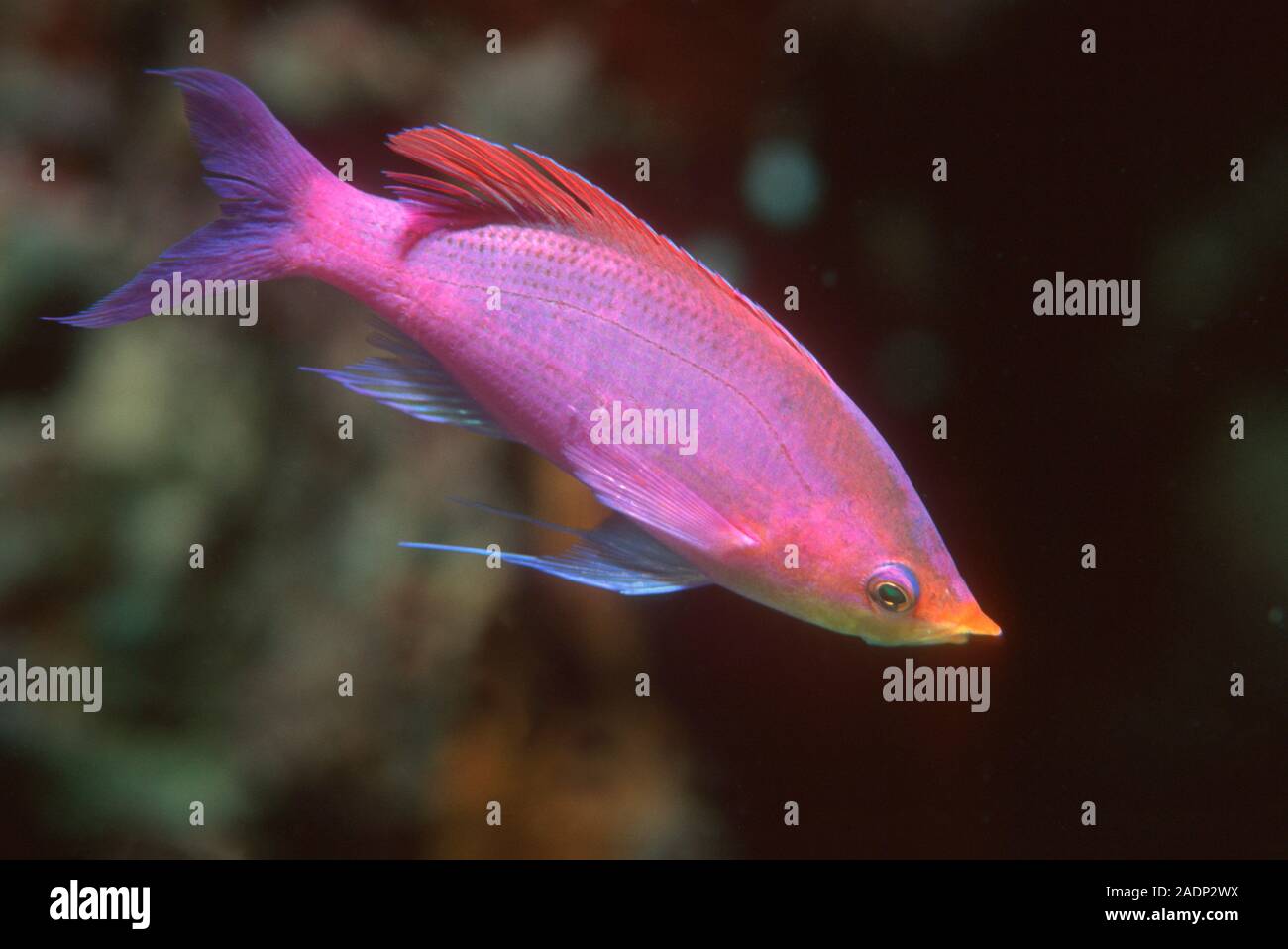 Yellowstriped fairy basslet (Pseudanthias tuka) male on a coral reef ...