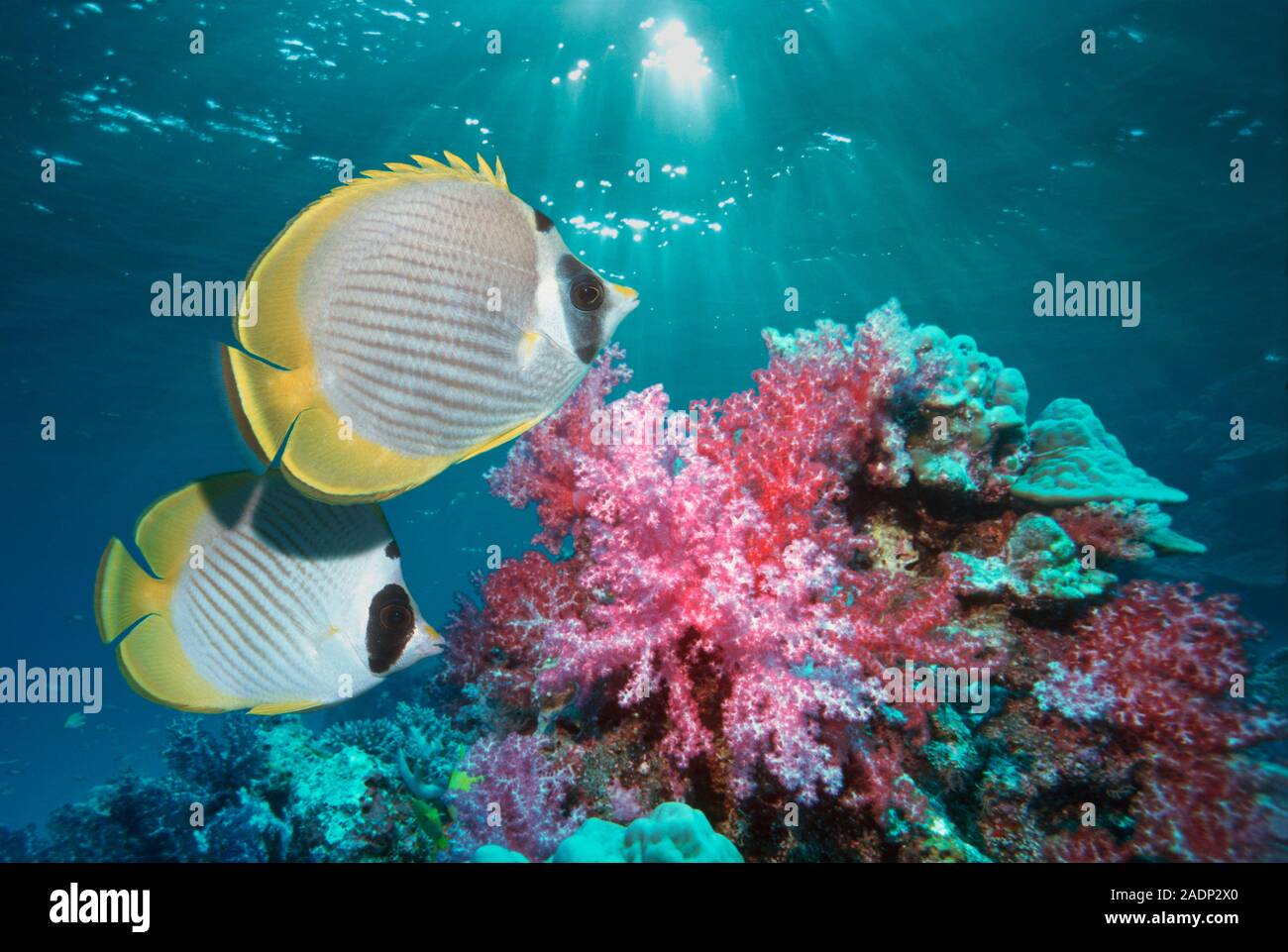 Panda butterflyfish (Chaetodon adiergastos) swimming past soft corals ...