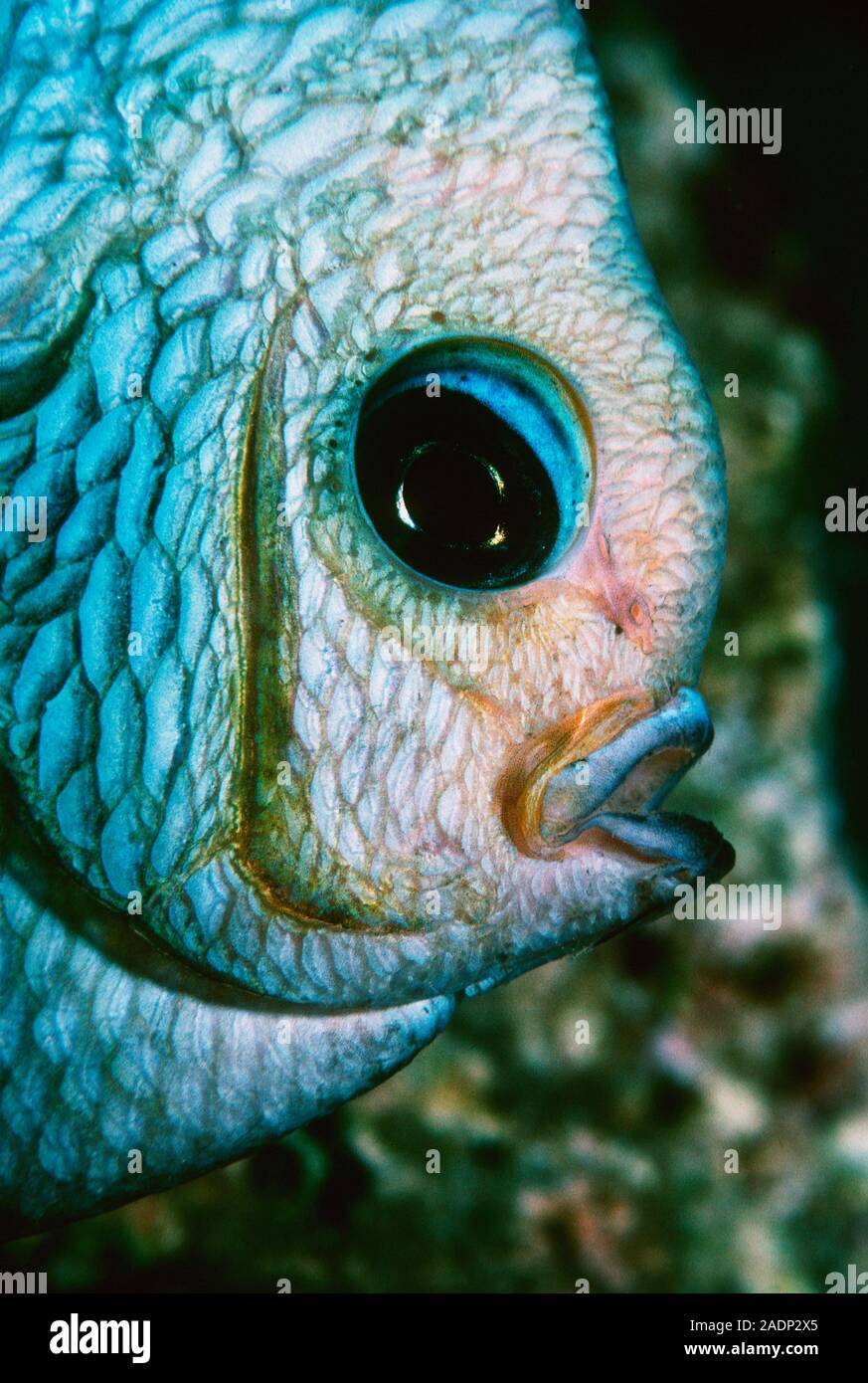 Three spot dascyllus. Head of a three spot dascyllus fish (Dascyllus ...