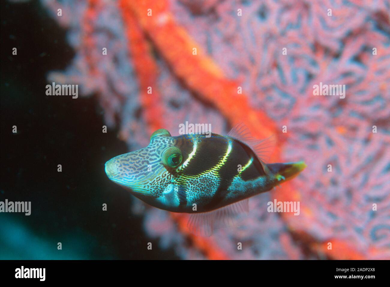 Mimic filefish (Paraluteres prionurus). This fish inhabits coral reefs ...