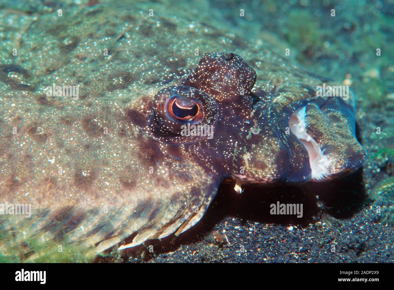 Left-eyed flounder (Bothus sp.) camouflaged on the seabed. When the ...