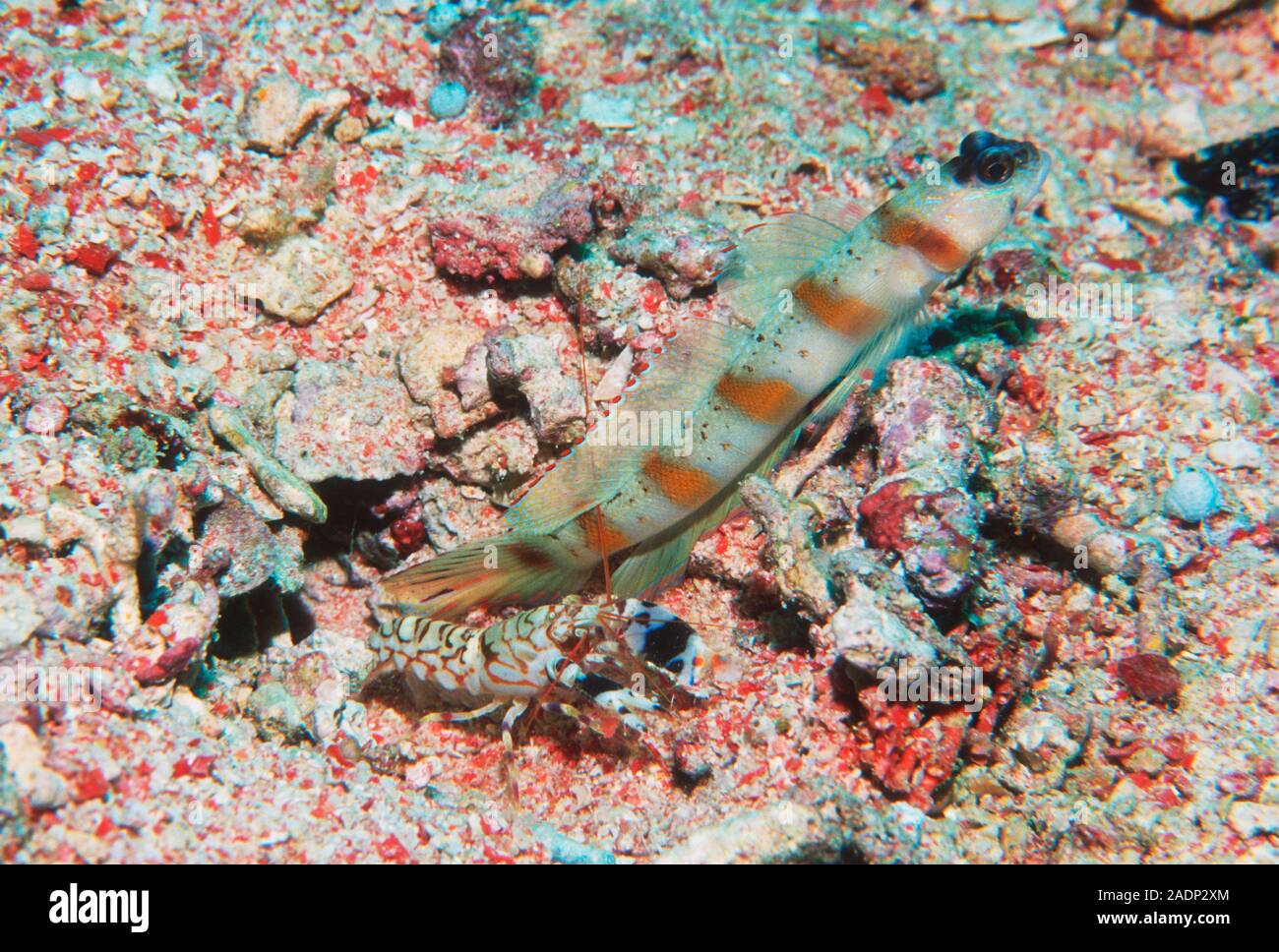Steinitz's shrimp-goby (Amblyeleotris steinitzi) and an alpheid shrimp ...