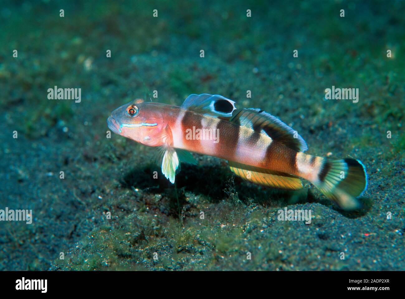 Ward's sleeper goby (Valenciennea wardii). This extremely rare fish is ...