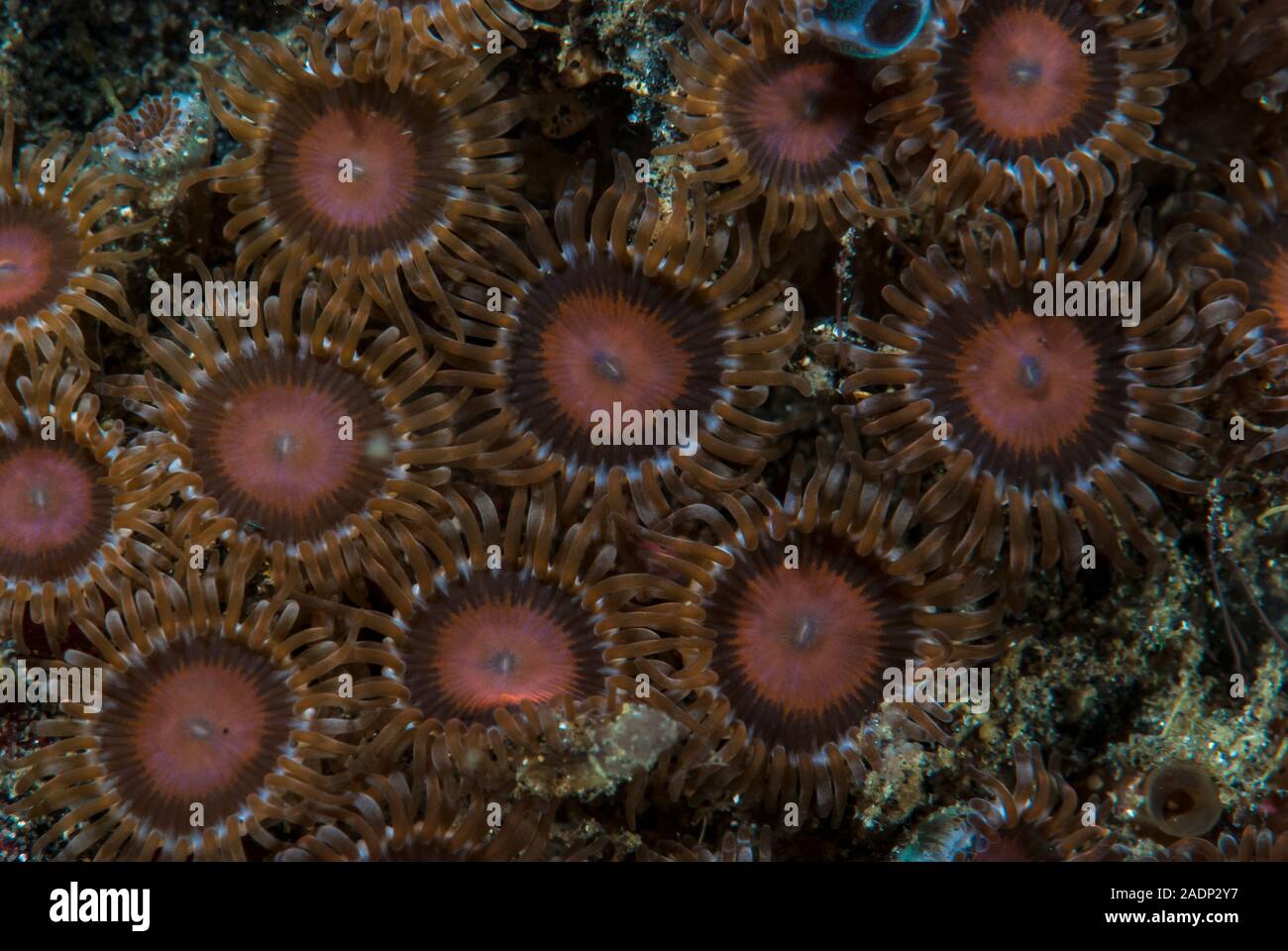 Soft Coral Polyps Stock Photo - Alamy